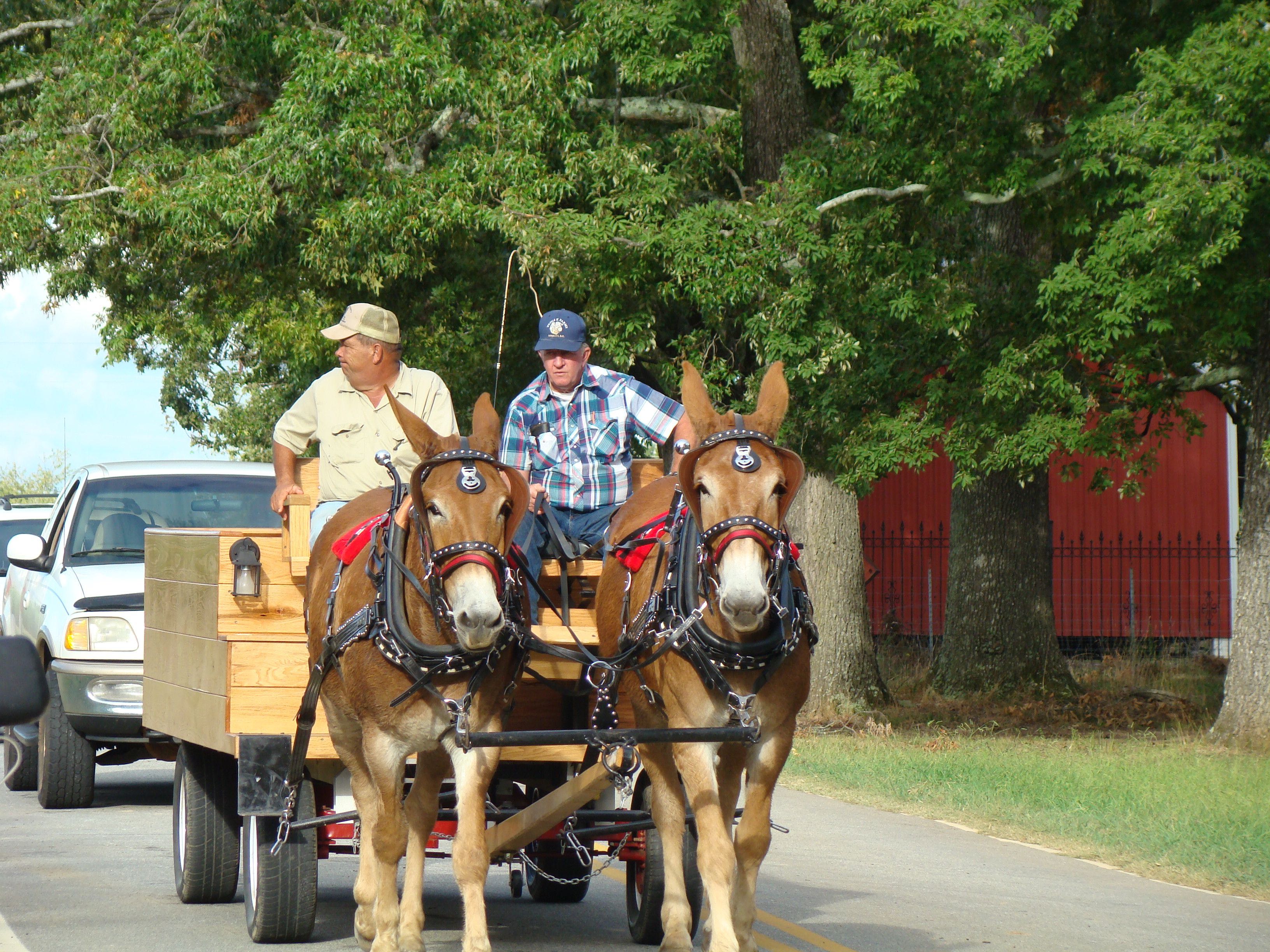 All about the Bowie Foundation and the annual Old Farm Show | Bowie Old ...